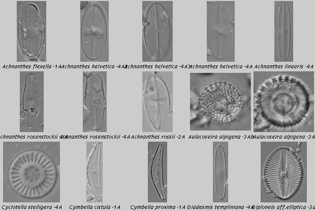 Diatom Image Archive (DIA)
