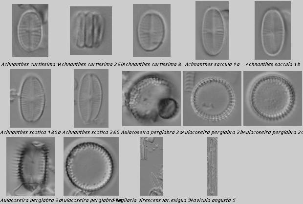 Diatom Image Archive (DIA)