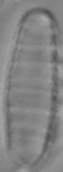 Diatom Image Archive (DIA)