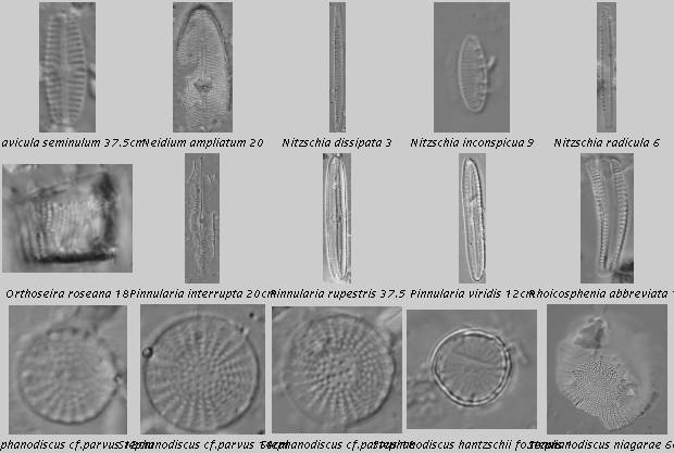 Diatom Image Archive (DIA)