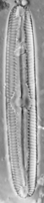 Diatom Image Archive (DIA)