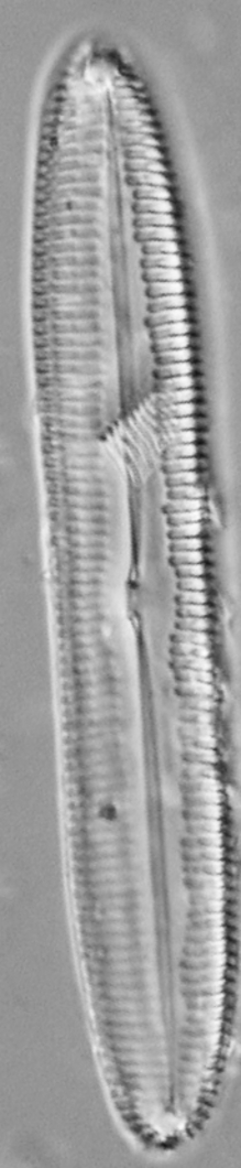 Diatom Image Archive (DIA)