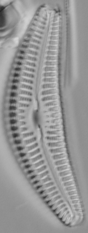 Diatom Image Archive (DIA)