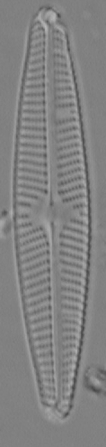 Diatom Image Archive (DIA)