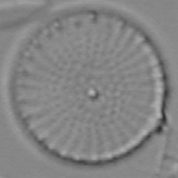 Diatom Image Archive (DIA)