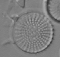 Diatom Image Archive (DIA)