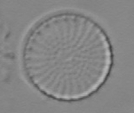 Diatom Image Archive (DIA)