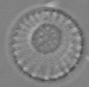 Diatom Image Archive (DIA)