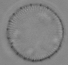 Diatom Image Archive (DIA)