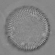 Diatom Image Archive (DIA)