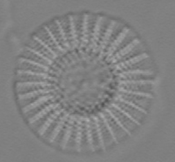 Diatom Image Archive (DIA)